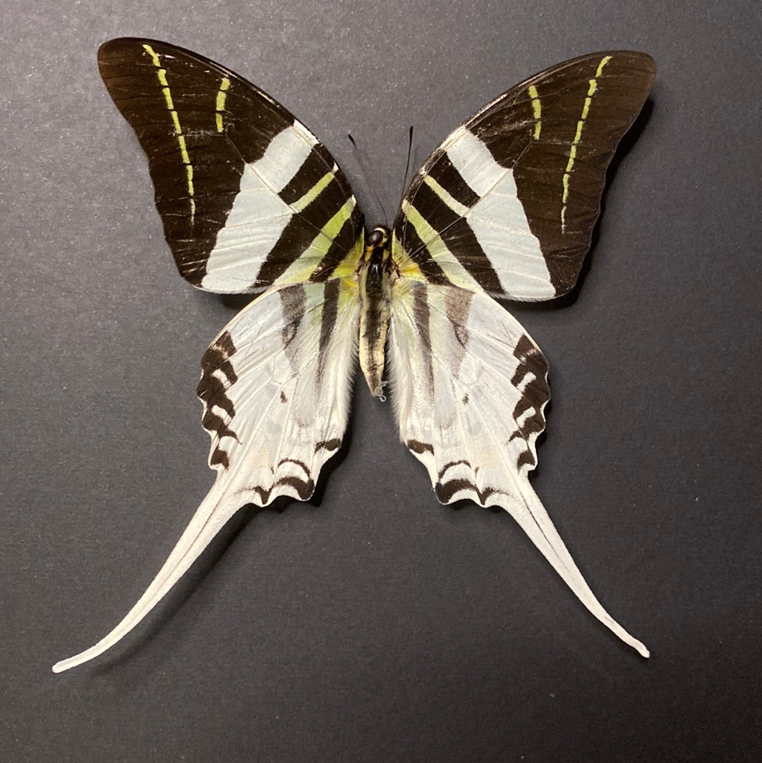 Cadre graphium androcles – chinezmacuriosite