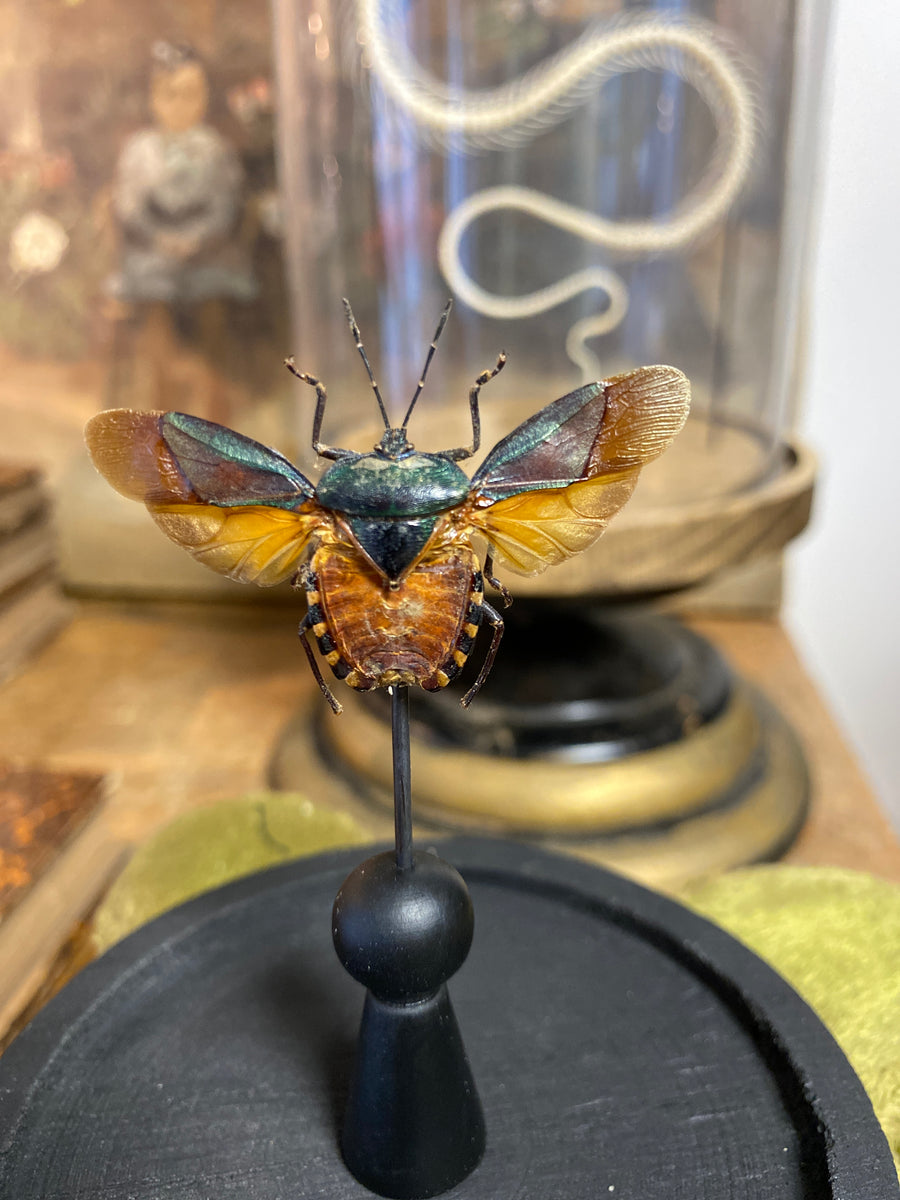 Globe en verre Oncomeris flavicornis ailes ouvertes – chinezmacuriosite