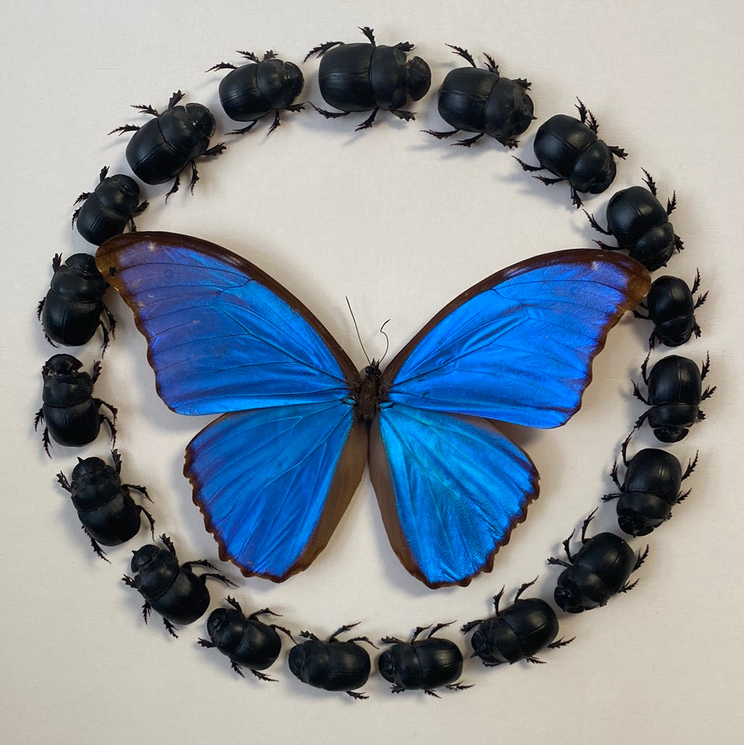 Cadre morpho didus et son cercle de scarabées – chinezmacuriosite